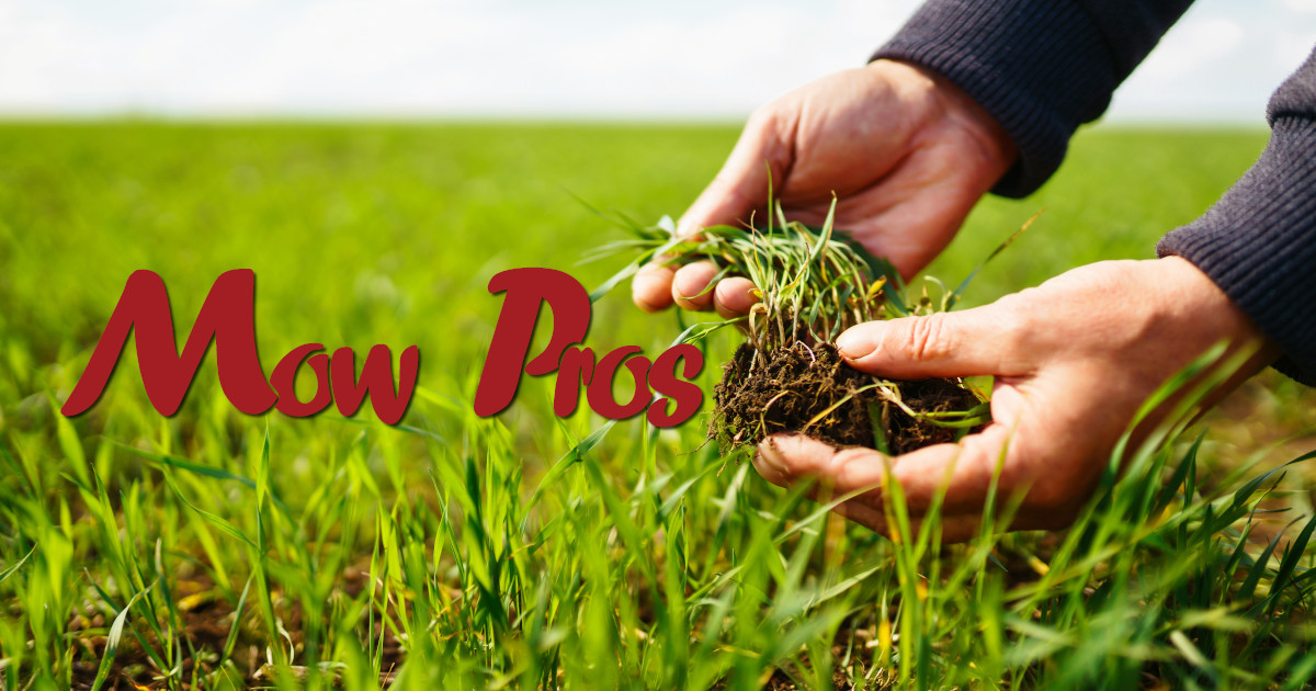 Growing Strong: Mow Pros Launches New Website to Serve More of Texas, One Yard at a Time | Mow Pros